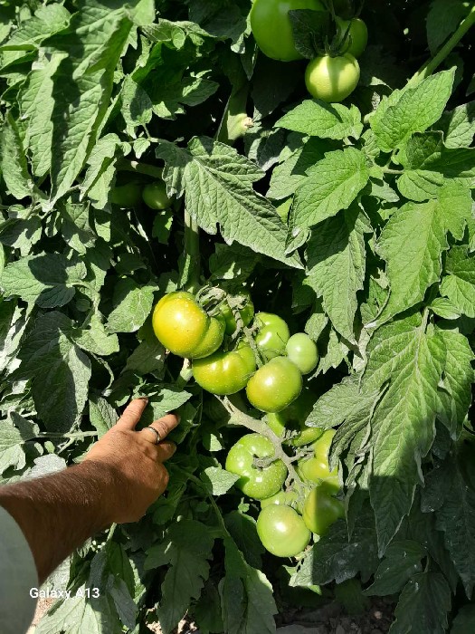 Φωτογραφίες :: SK AGROSOLUTIONS